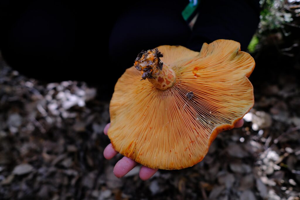 Setas, una joya gastronómica de la Serranía de Ronda - GastroRonda